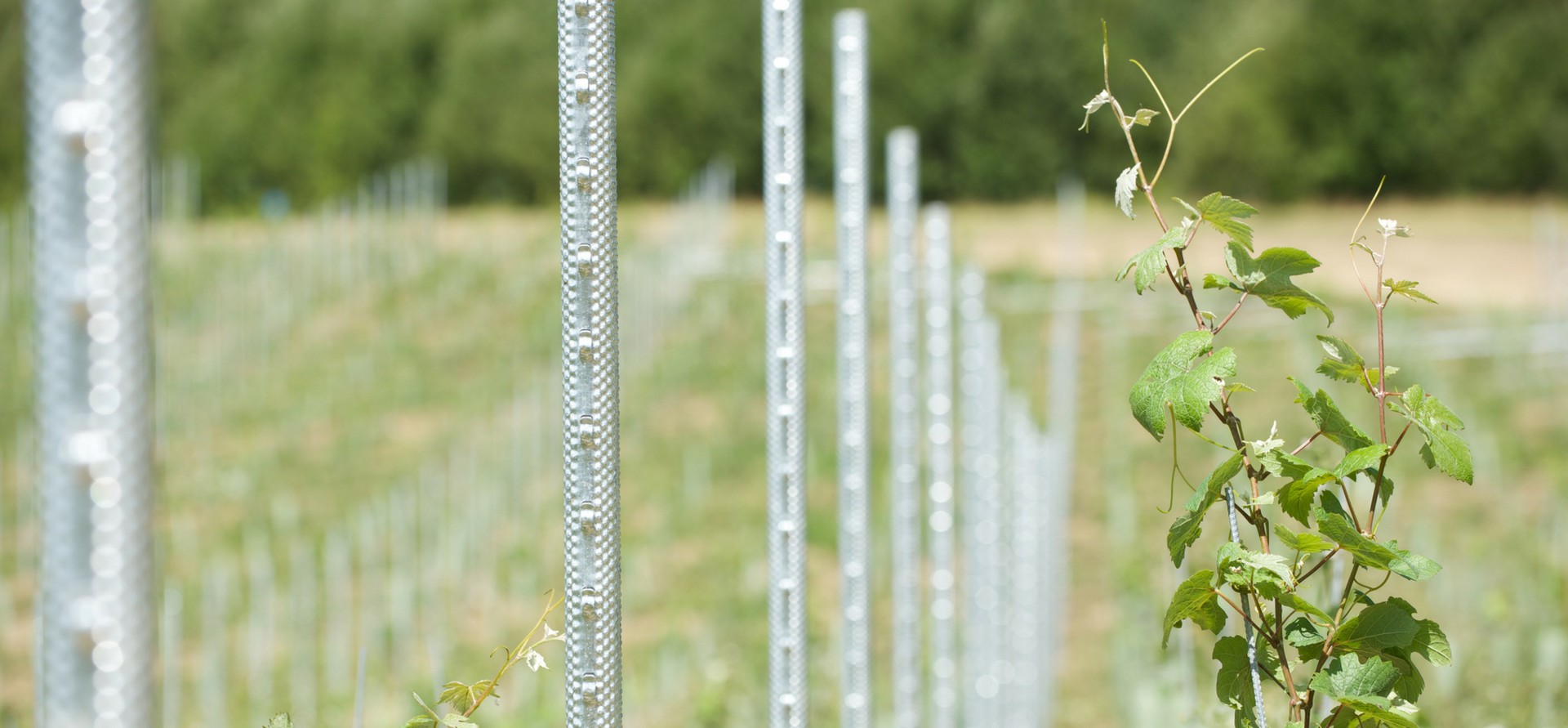 Vineyard specialist supplying trellis support - Hadley Group